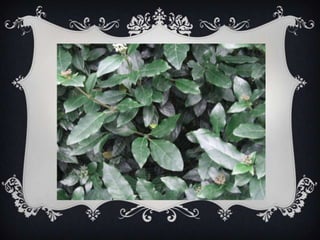 Favourite work so far | PPTX