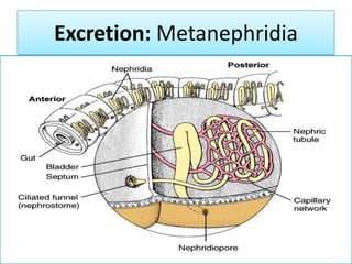 class Clitellata | PPTX