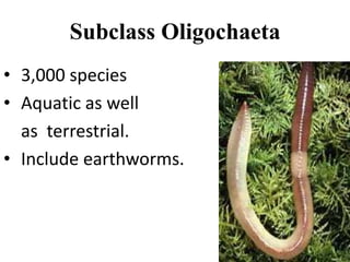 Subclass Oligochaeta
