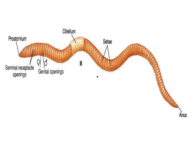Clitellata - Alchetron, The Free Social Encyclopedia