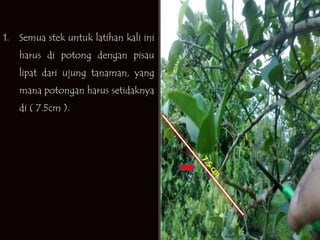 stek batang jeruk purut | PPTX