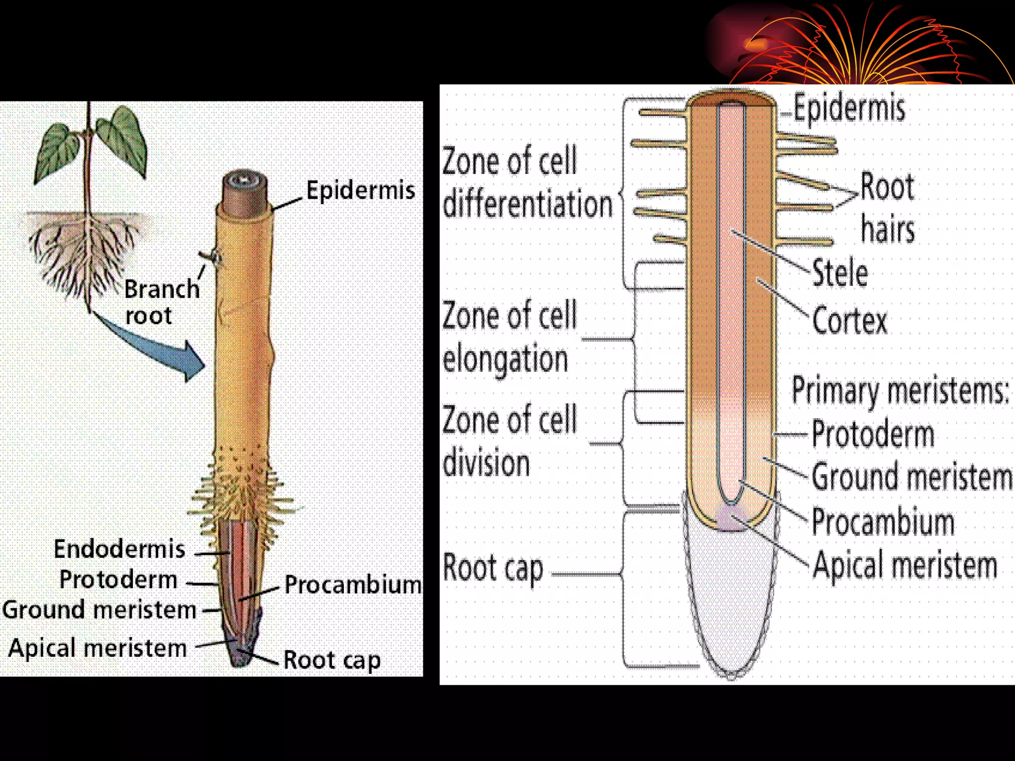 Roots, Root System, Root Structure, Root Cap & Root Development | PPT