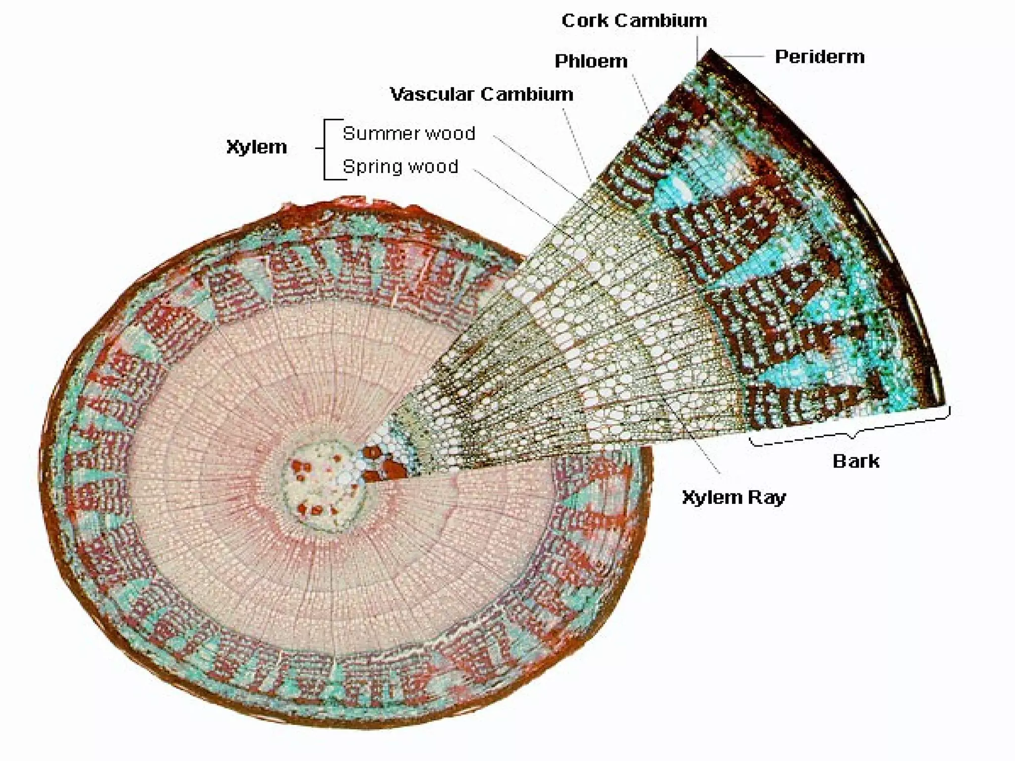 Roots, Root System, Root Structure, Root Cap & Root Development | PPT