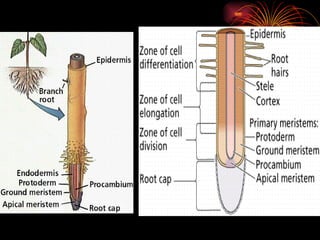Roots, Root System, Root Structure, Root Cap & Root Development | PPT