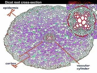 Roots, Root System, Root Structure, Root Cap & Root Development | PPT