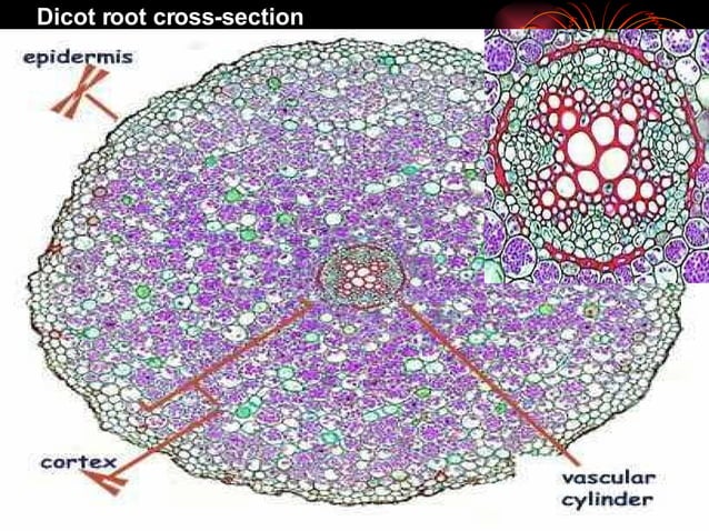 Roots, Root System, Root Structure, Root Cap & Root Development | PPT