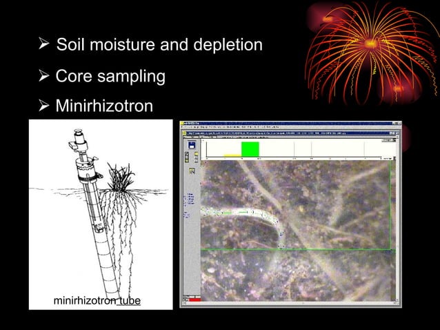 Roots, Root System, Root Structure, Root Cap & Root Development | PPT