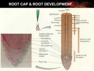 Roots, Root System, Root Structure, Root Cap & Root Development | PPT