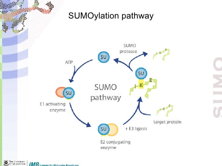 SUMOylation site prediction