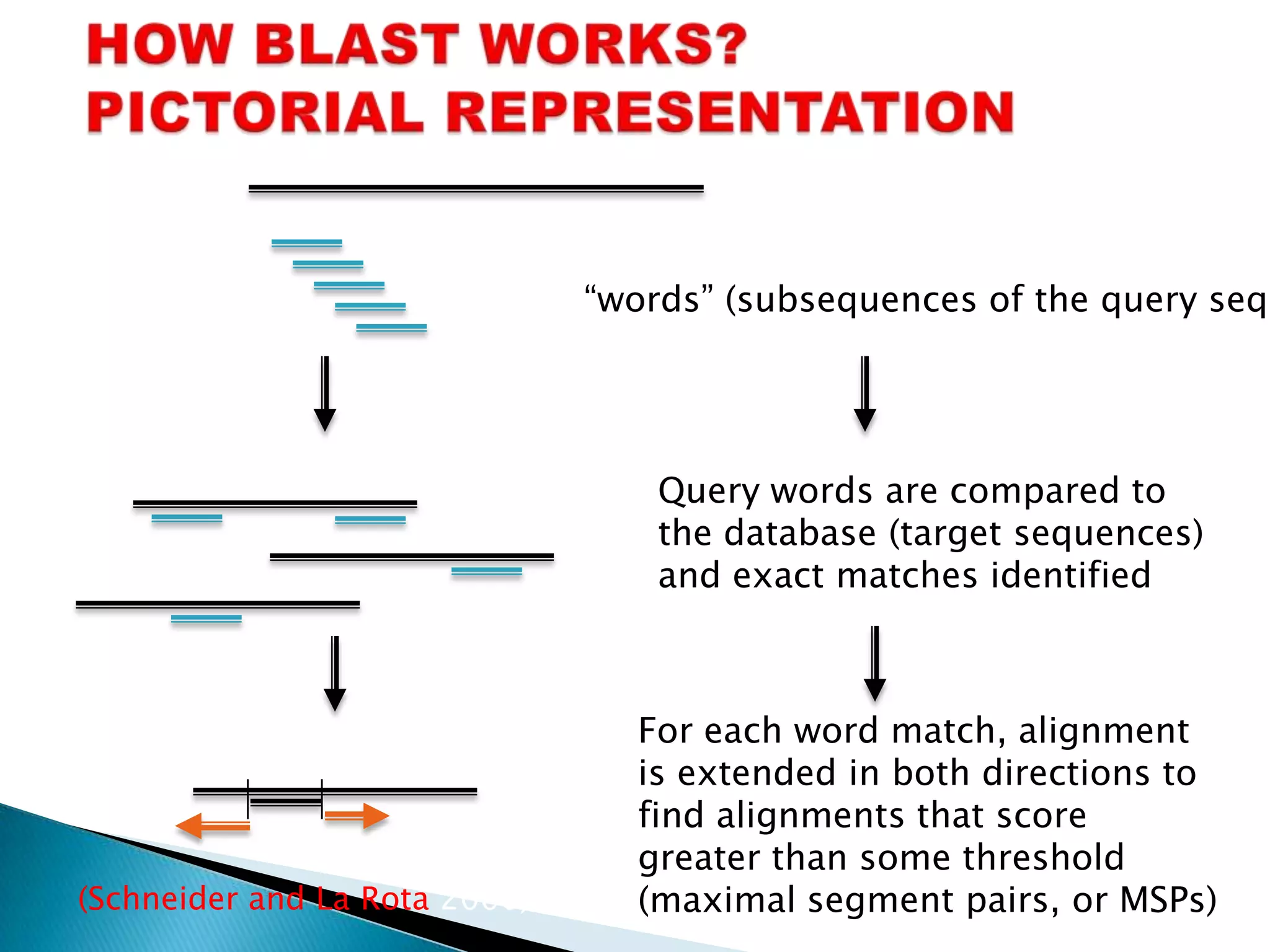 blast bioinformatics | PPTX