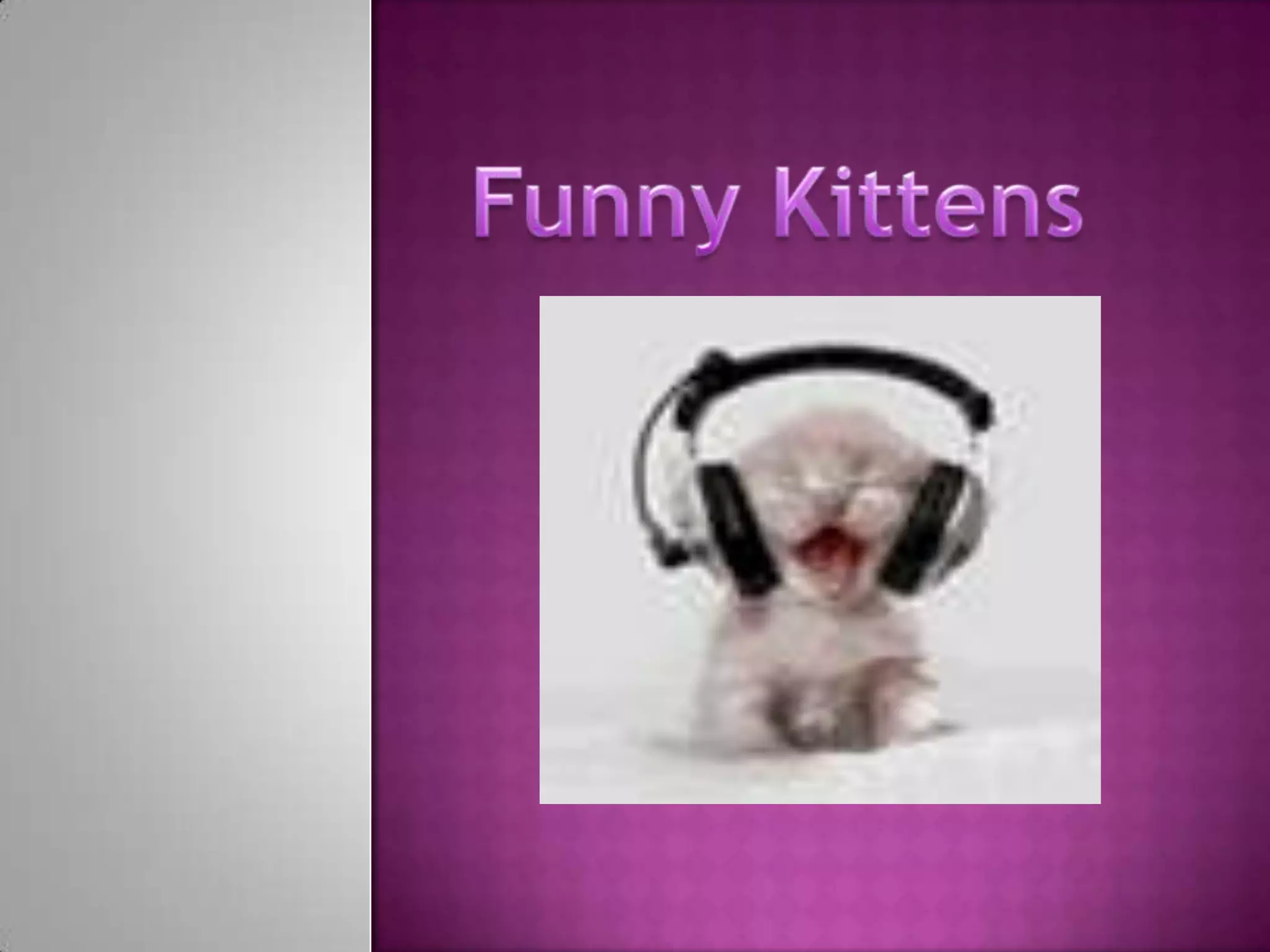 Funny Kittens | PPT