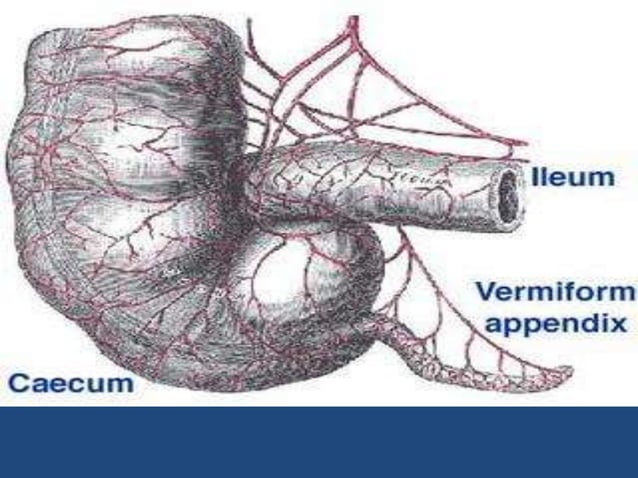 appendix gross | PPT