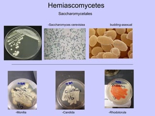 Presentation1 | PPT | Biological Sciences | Science