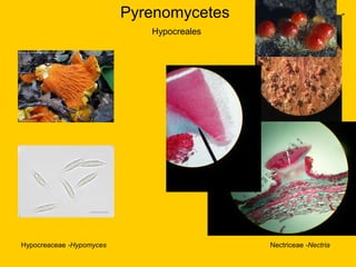 Presentation1 | PPT | Biological Sciences | Science