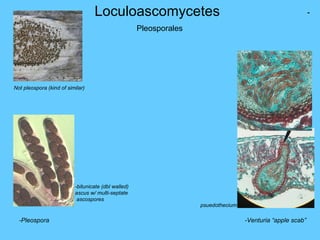 Presentation1 | PPT | Biological Sciences | Science