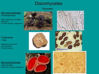 Presentation1 | PPT