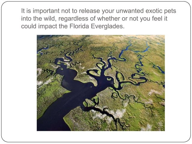 Environmental Impact of Invasive Species on The Florida Everglades | PPT