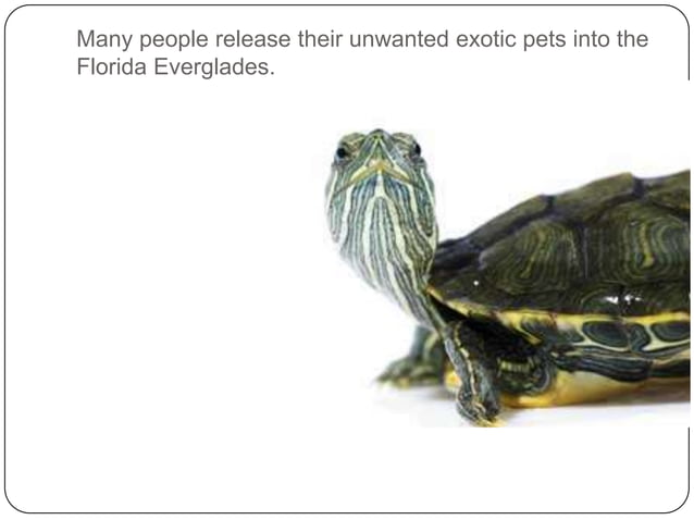 Environmental Impact of Invasive Species on The Florida Everglades | PPT