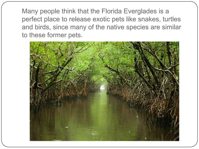 Environmental Impact of Invasive Species on The Florida Everglades | PPT