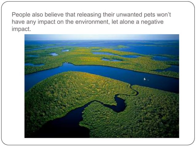 Environmental Impact of Invasive Species on The Florida Everglades | PPT