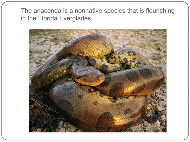 Environmental Impact of Invasive Species on The Florida Everglades | PPT