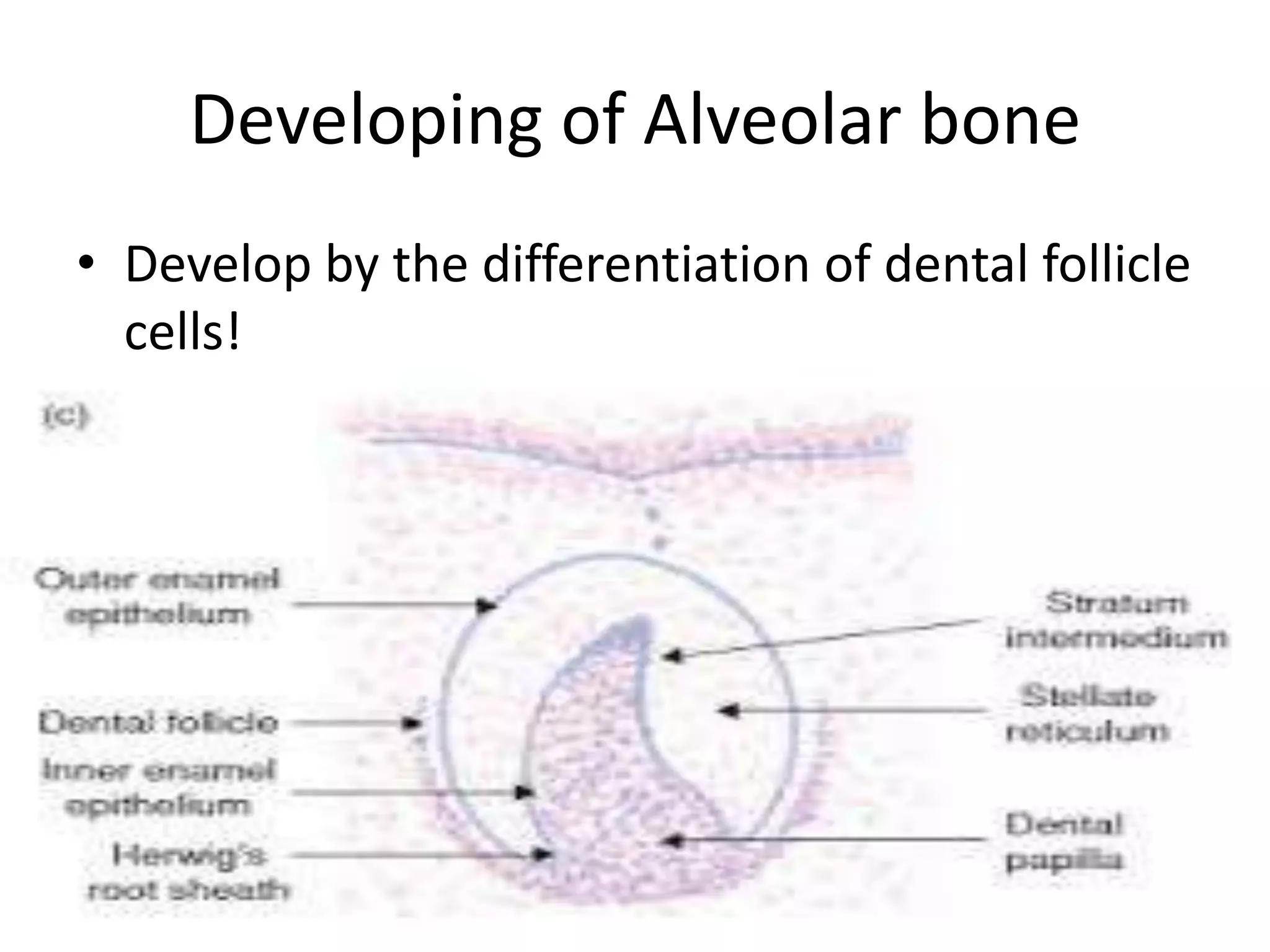 Formation of Permenant tooth, root and supporting tissues | PPTX