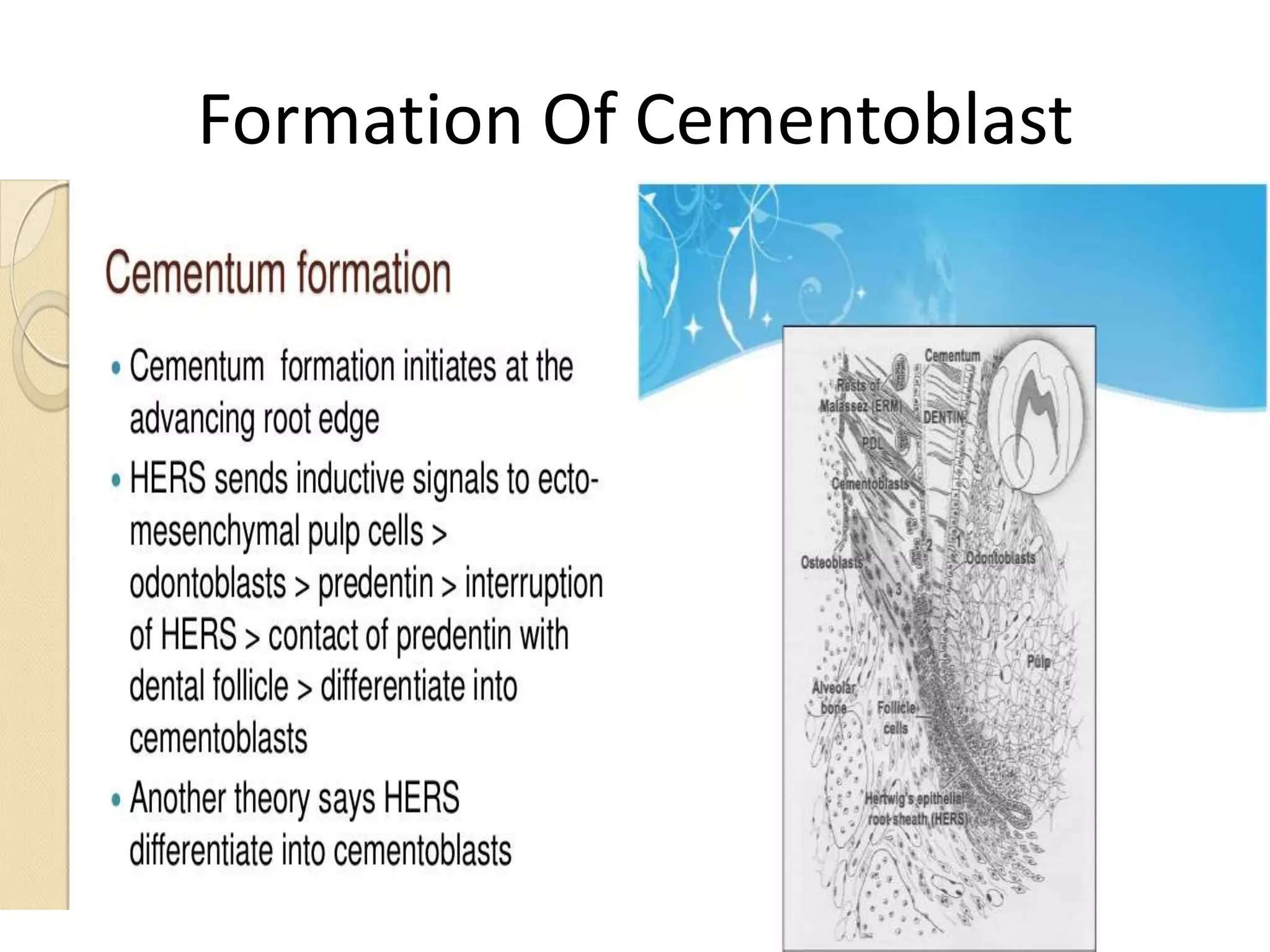 Formation of Permenant tooth, root and supporting tissues | PPTX