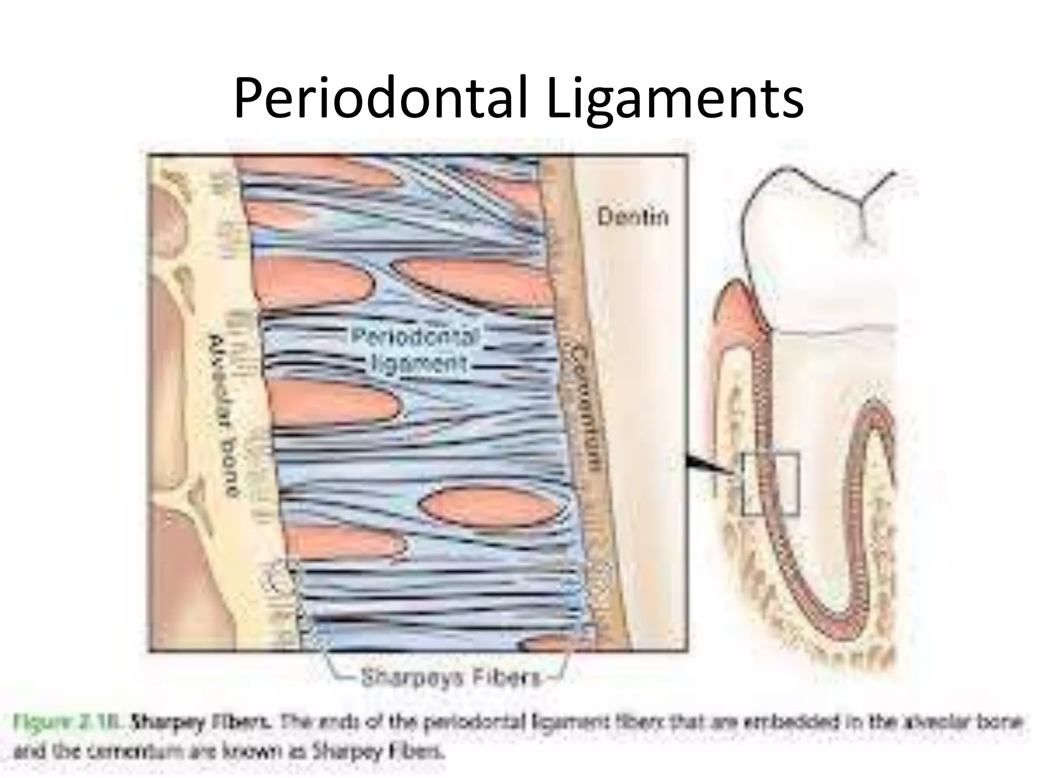 Formation of Permenant tooth, root and supporting tissues | PPTX