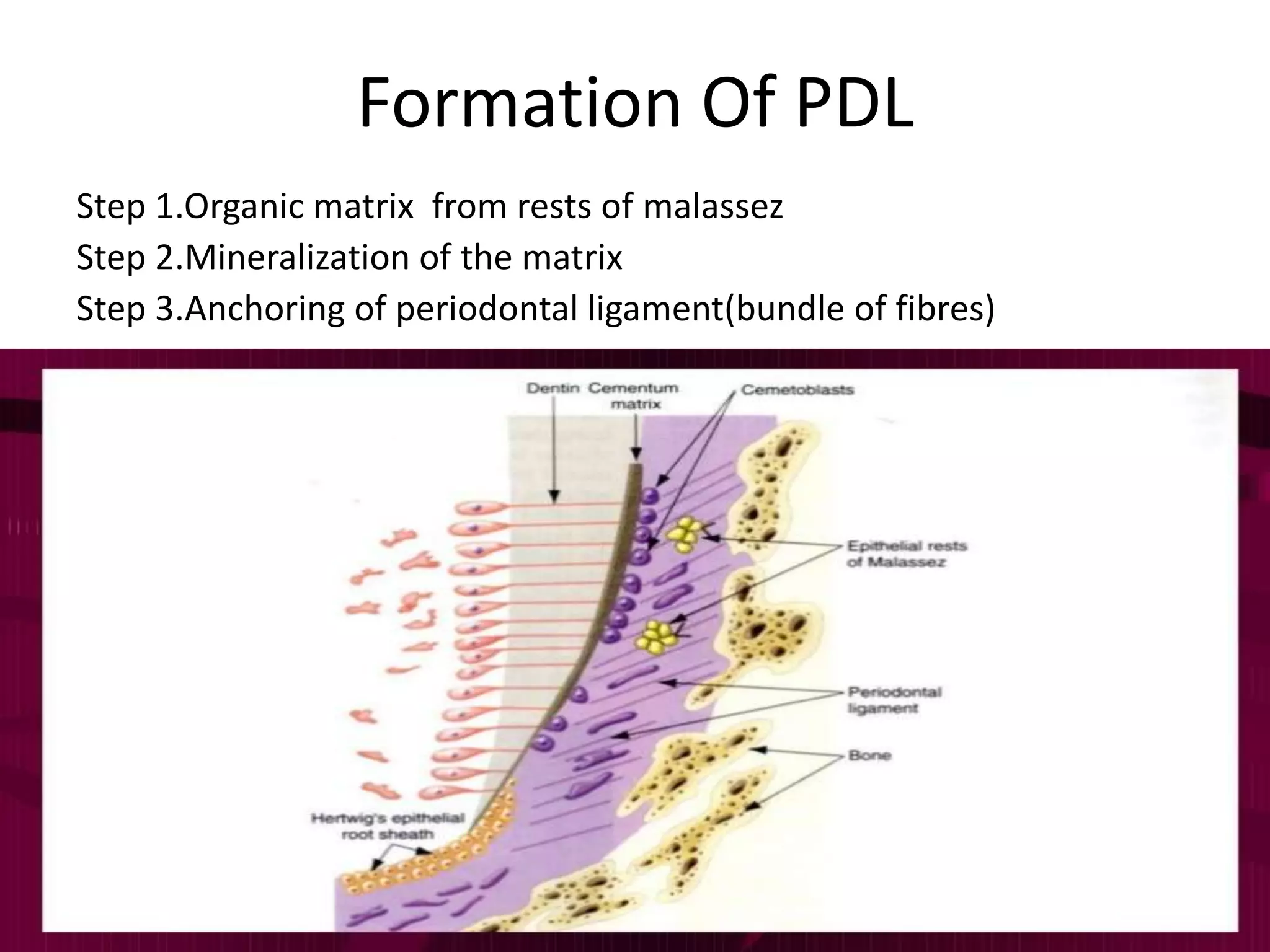 Formation of Permenant tooth, root and supporting tissues | PPTX