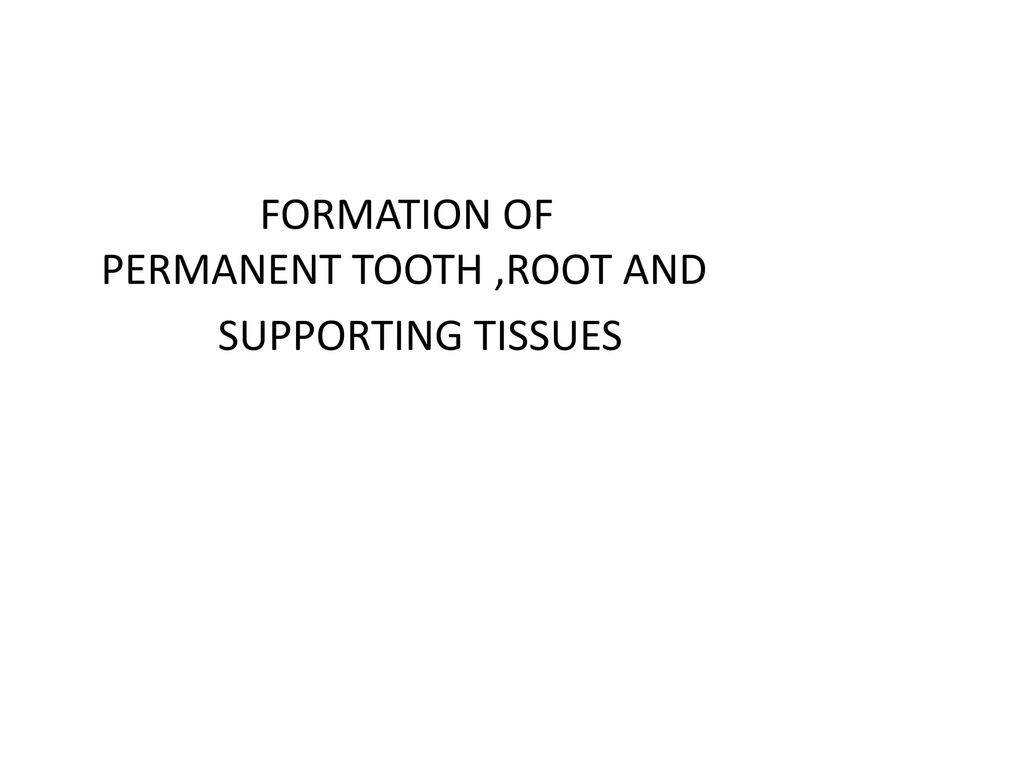 Formation of Permenant tooth, root and supporting tissues | PPTX