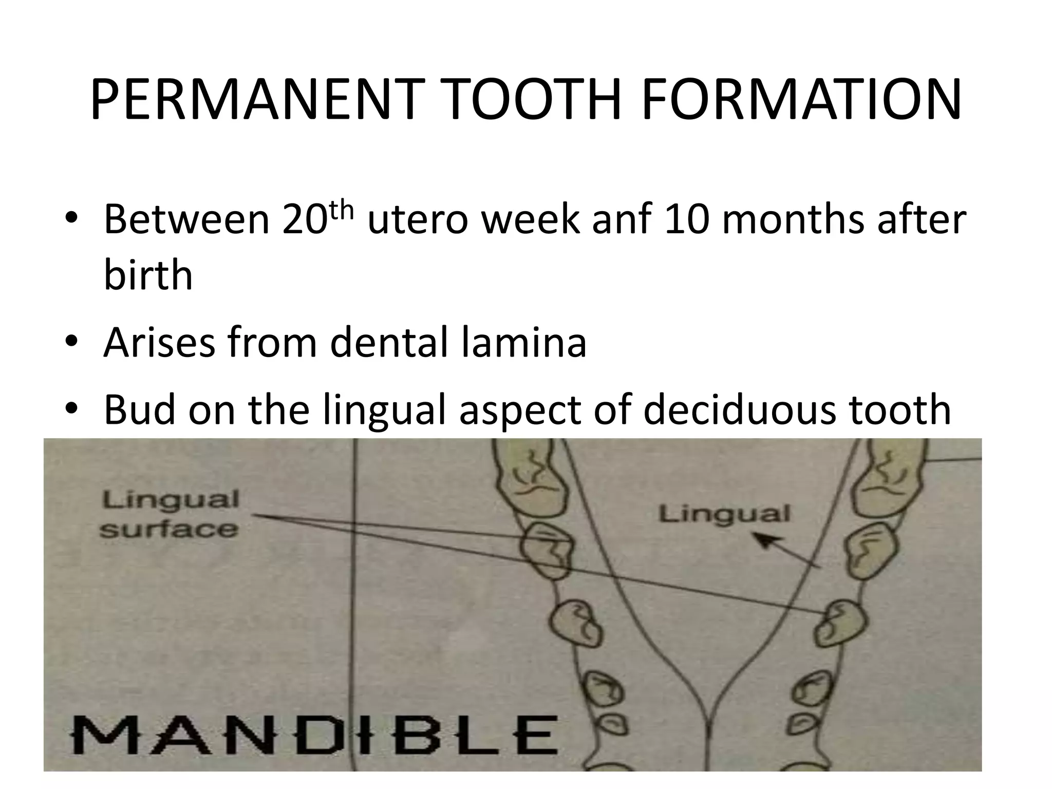 Formation of Permenant tooth, root and supporting tissues | PPT
