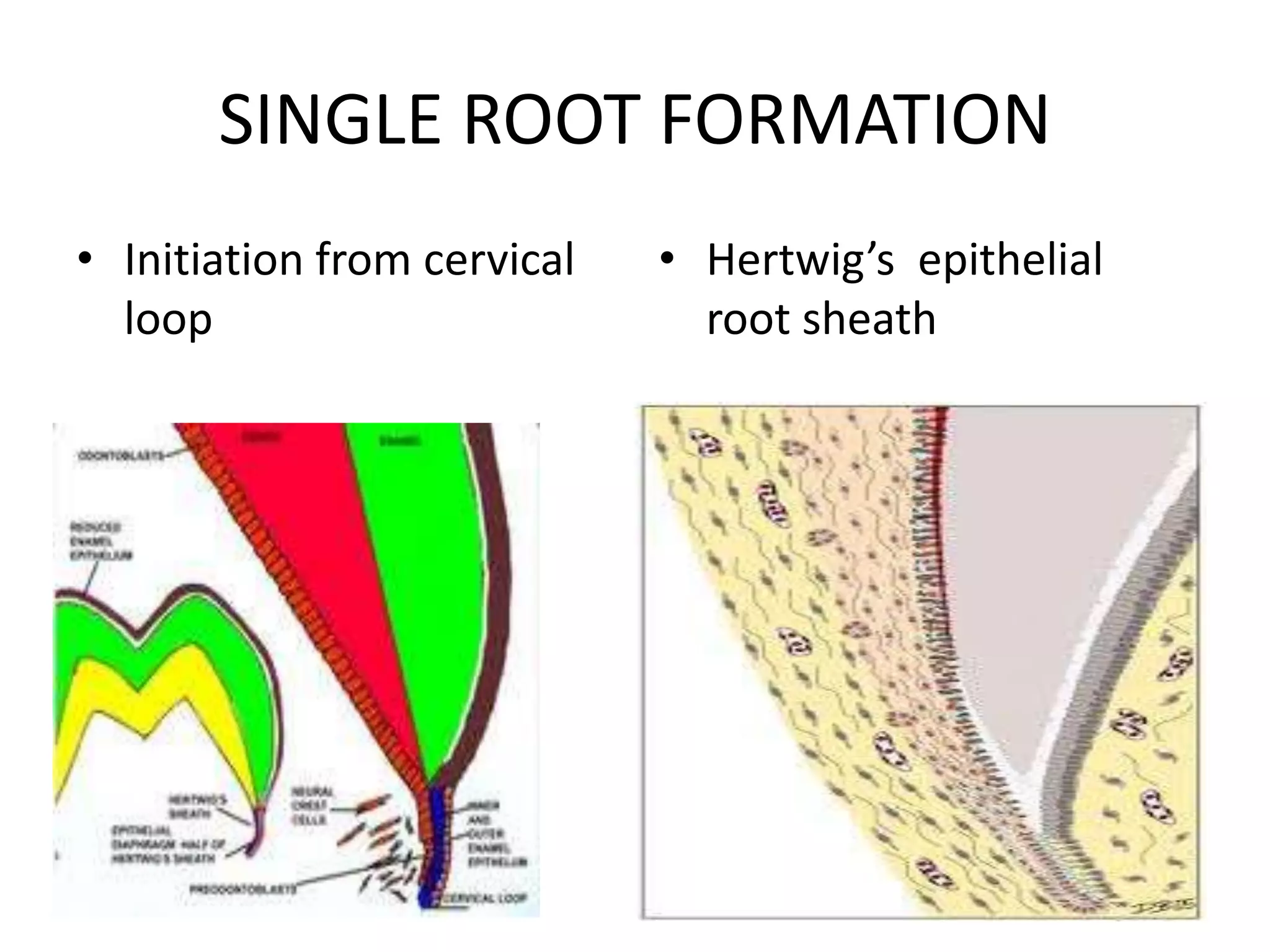 Formation of Permenant tooth, root and supporting tissues | PPTX