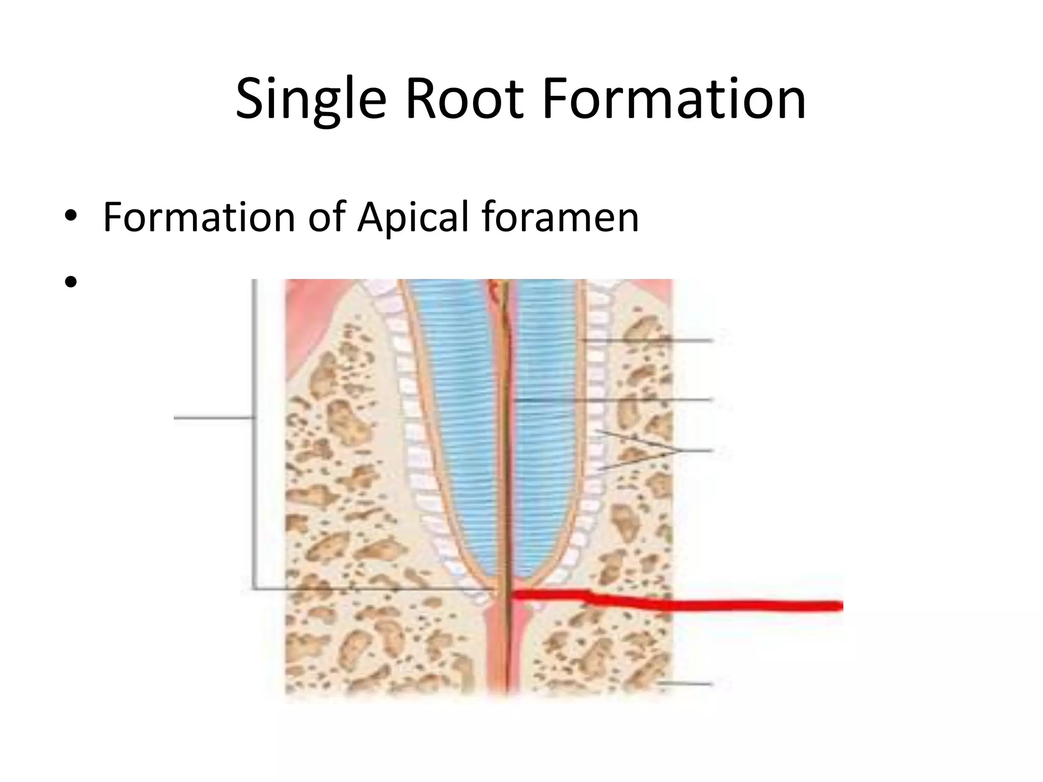 Formation of Permenant tooth, root and supporting tissues | PPT