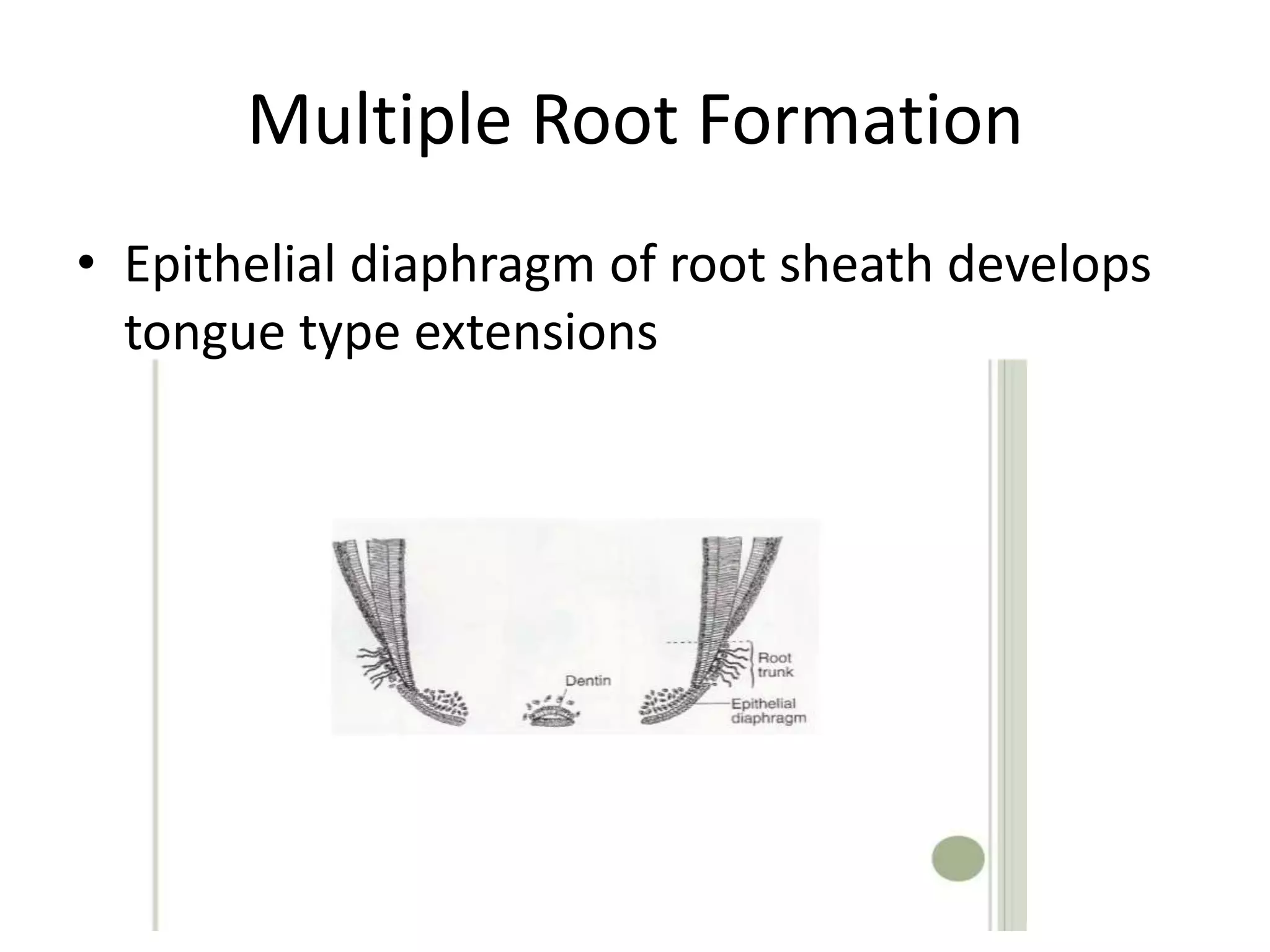 Formation of Permenant tooth, root and supporting tissues | PPTX