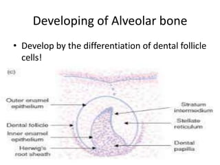 Formation of Permenant tooth, root and supporting tissues | PPTX