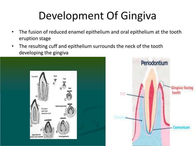 Formation of Permenant tooth, root and supporting tissues | PPTX