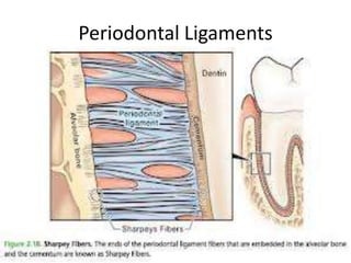 Formation of Permenant tooth, root and supporting tissues | PPTX