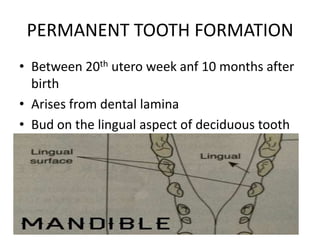 Formation of Permenant tooth, root and supporting tissues | PPTX