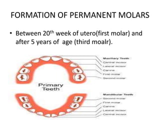 Formation of Permenant tooth, root and supporting tissues | PPTX
