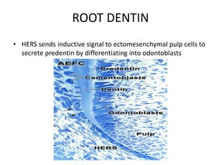 Formation of Permenant tooth, root and supporting tissues | PPTX