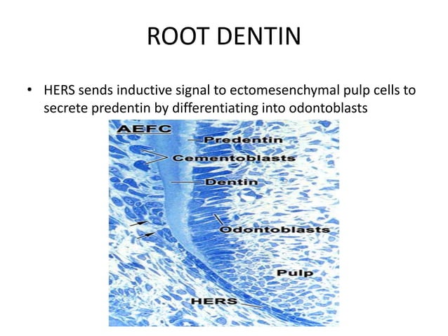 Formation of Permenant tooth, root and supporting tissues | PPTX
