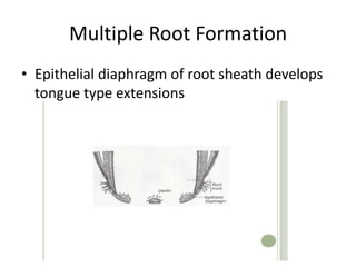 Formation of Permenant tooth, root and supporting tissues | PPTX