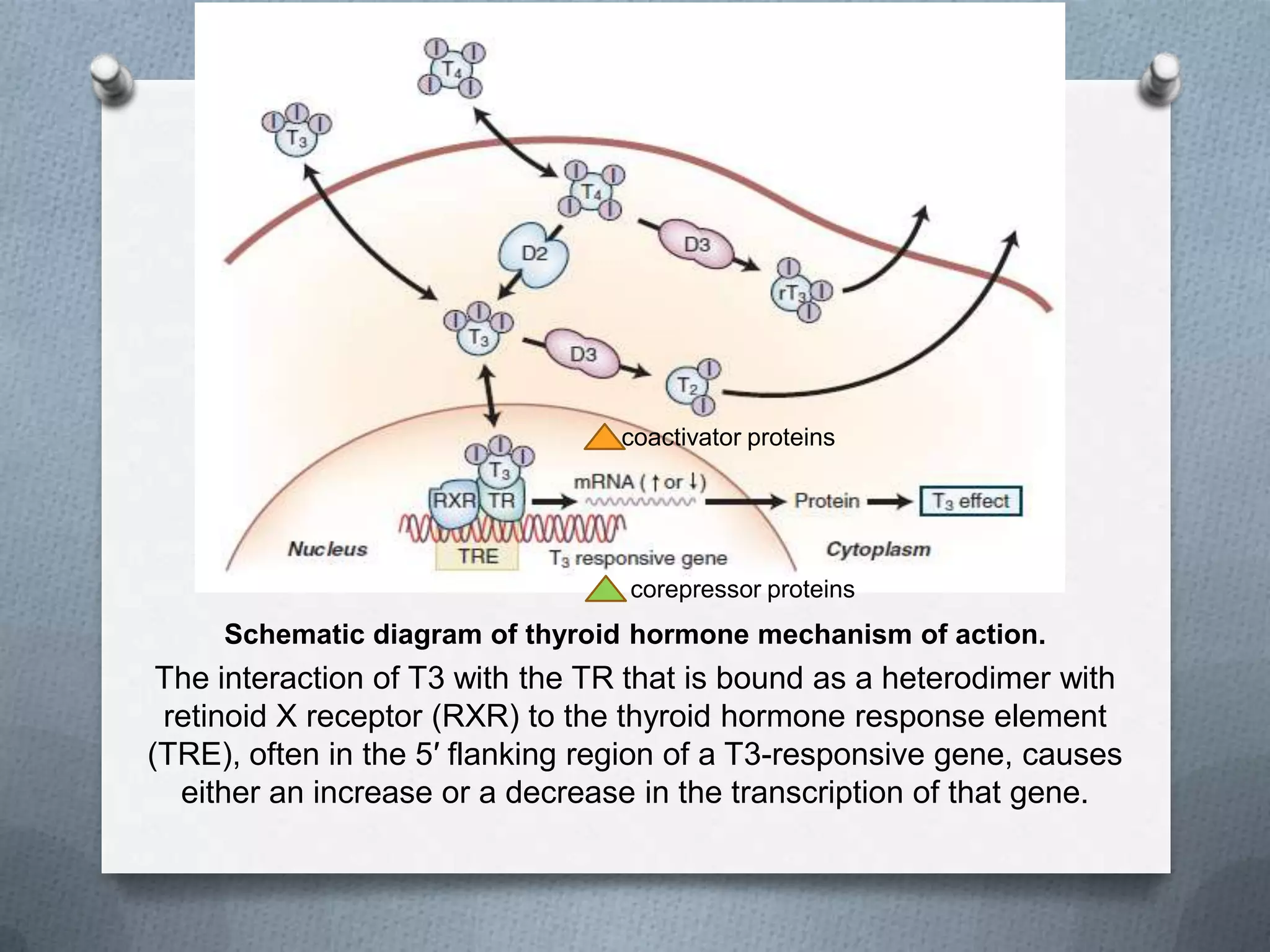 Thyroid hormone effect and mechanism of action | PPTX
