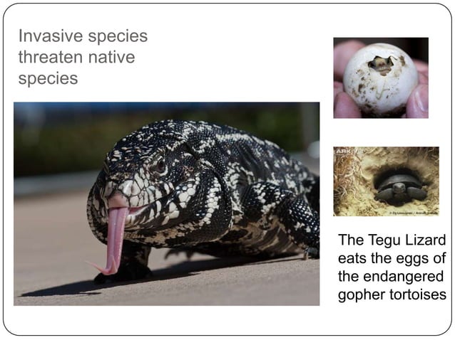 Invasive Species in The Florida Everglades | PPT