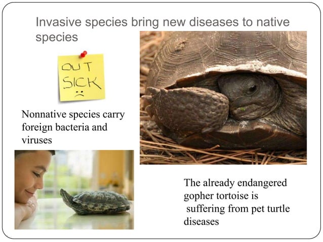 Invasive Species in The Florida Everglades | PPT