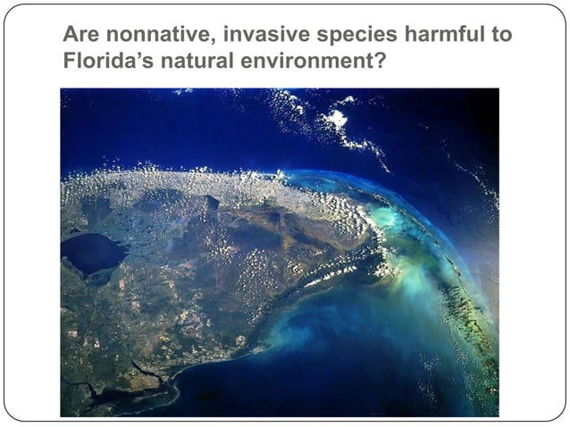 Invasive Species in The Florida Everglades | PPT