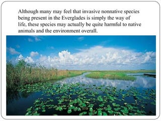 Invasive Species in The Florida Everglades | PPT