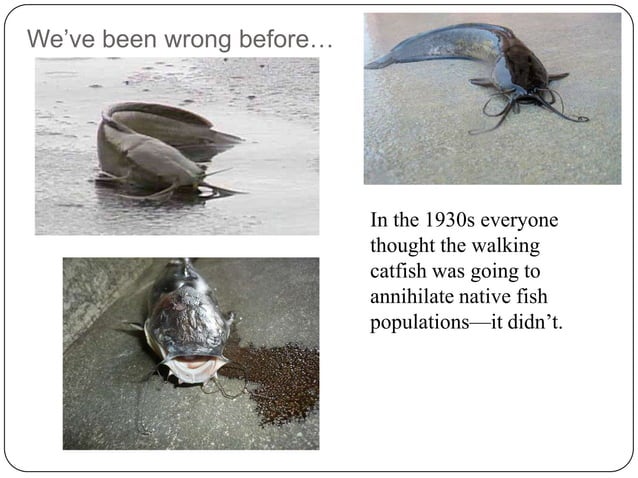 Invasive Species in The Florida Everglades | PPT