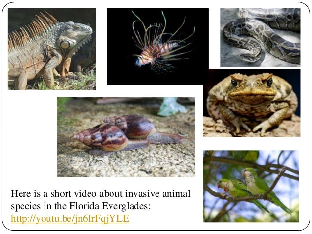 Invasive Species in The Florida Everglades