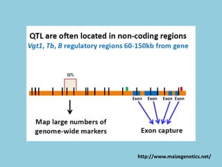 Genotyping by Sequencing | PPT